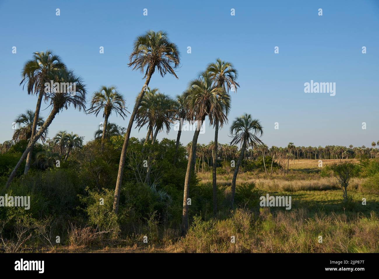Summer landscape of El Palmar National Park, in Entre Rios, Argentina ...
