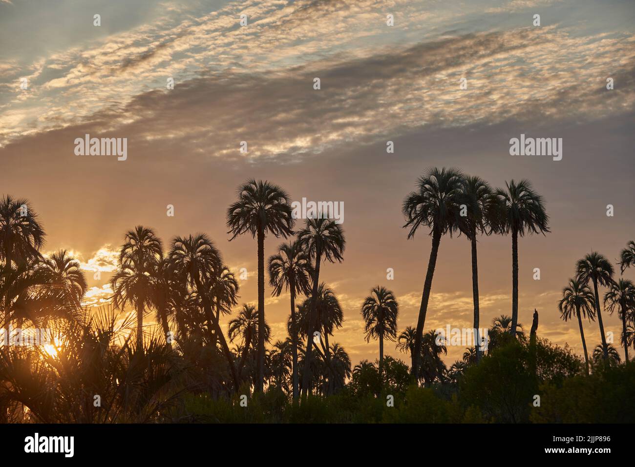 Sunset in El Palmar National Park, in Entre Rios, Argentina, a natural ...