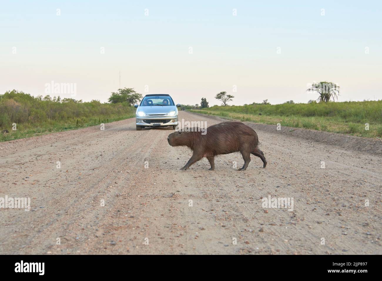 Capybara, hydrochoerus hydrochaeris, crossing a dirt road in front of a ...