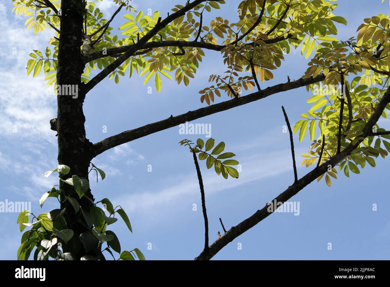 Black dammer hi-res stock photography and images - Alamy
