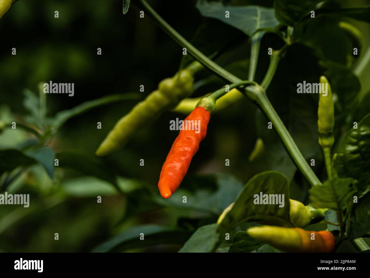 Orange pepper macro close hi-res stock photography and images - Alamy