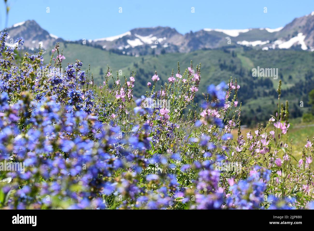 Interesting Wild Purple Flowers Gallery
