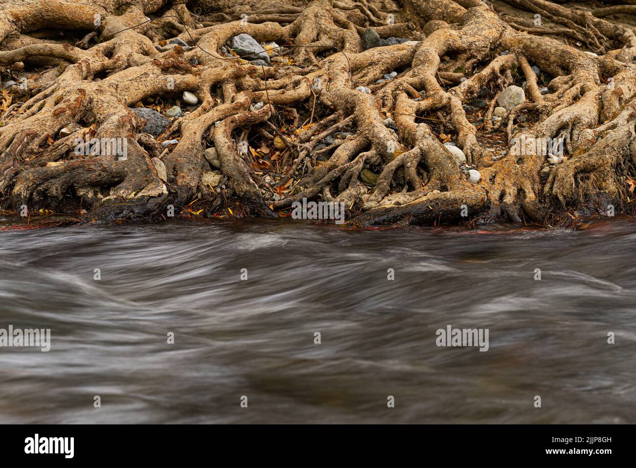 Tree river background hi-res stock photography and images - Alamy
