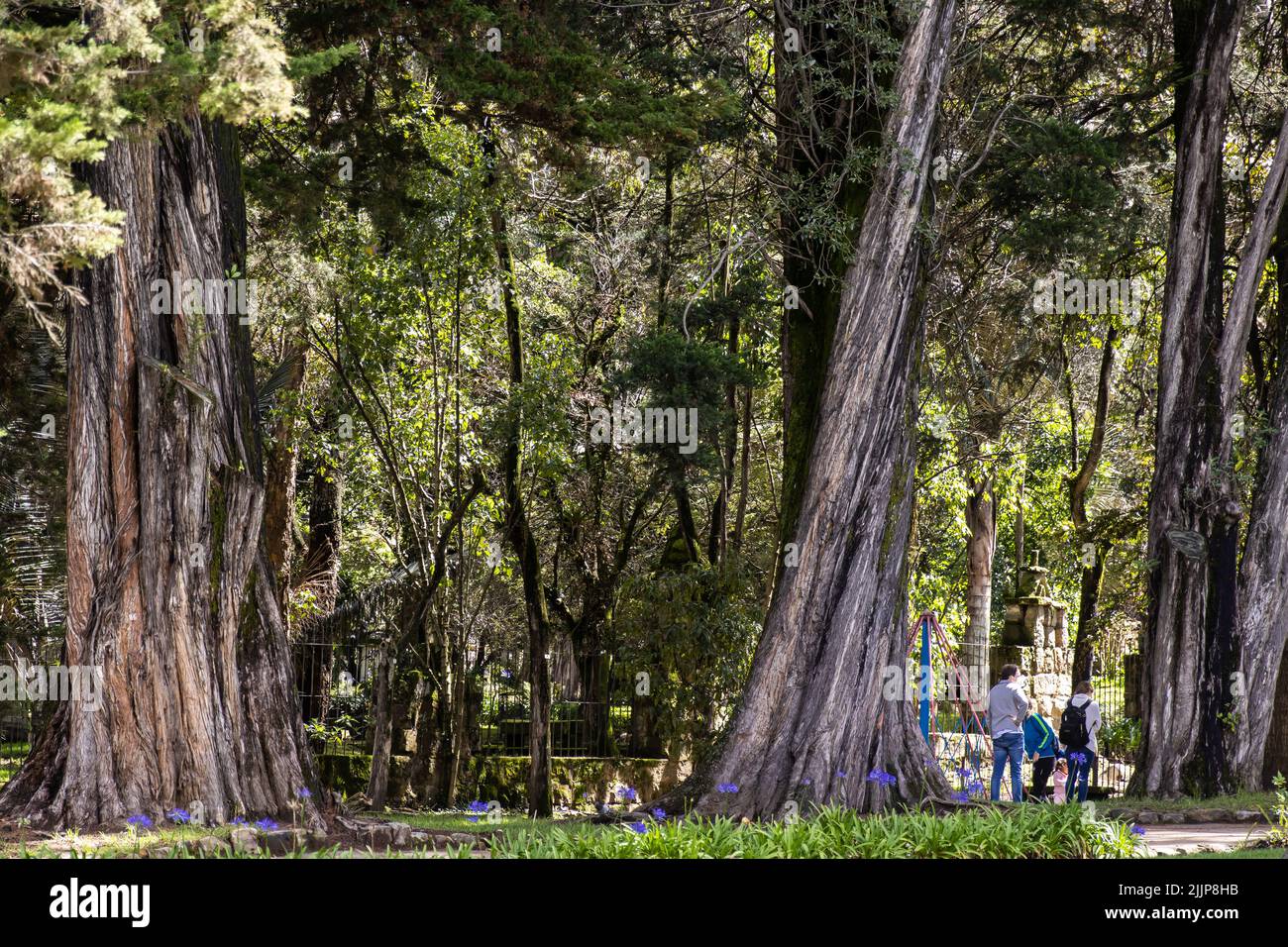 BOGOTA, COLOMBIA - NOVEMBER, 2020: Beautiful old trees in a sunny day ...