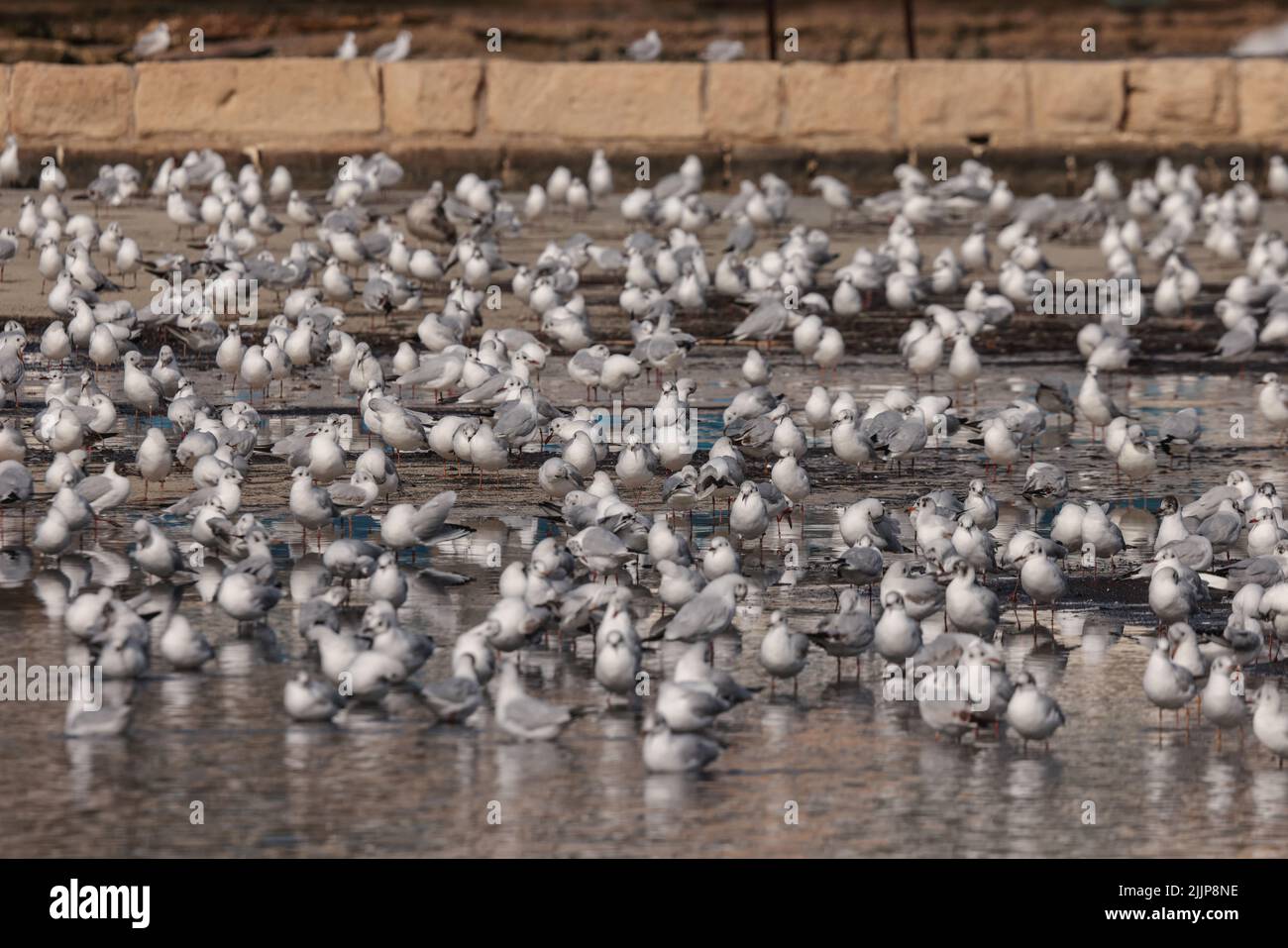 Mixed flock of Mediterranean Ichthyaetus melanocephalus, and Black ...