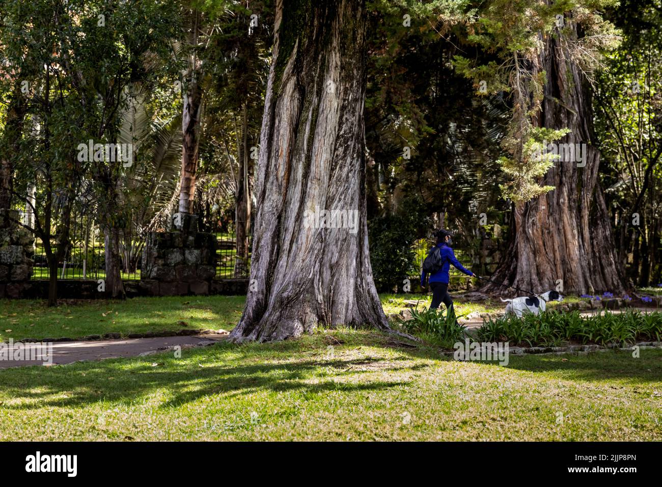 BOGOTA, COLOMBIA - NOVEMBER, 2020: Beautiful old trees in a sunny day ...