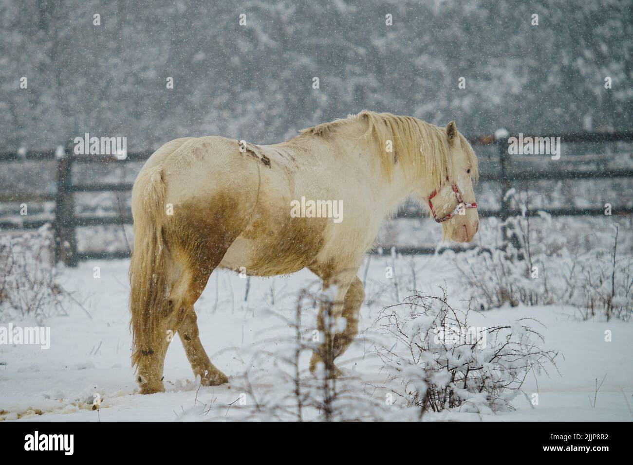 A white domestic horse (Equus ferus caballus) in front of a fence ...