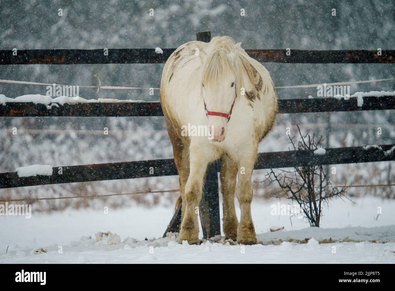 A white domestic horse (Equus ferus caballus) in front of a fence ...