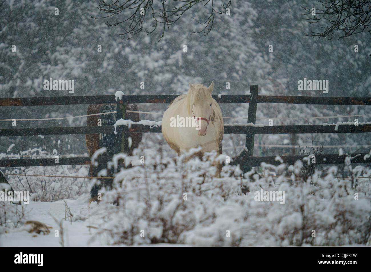 A white domestic horse (Equus ferus caballus) in front of a fence ...