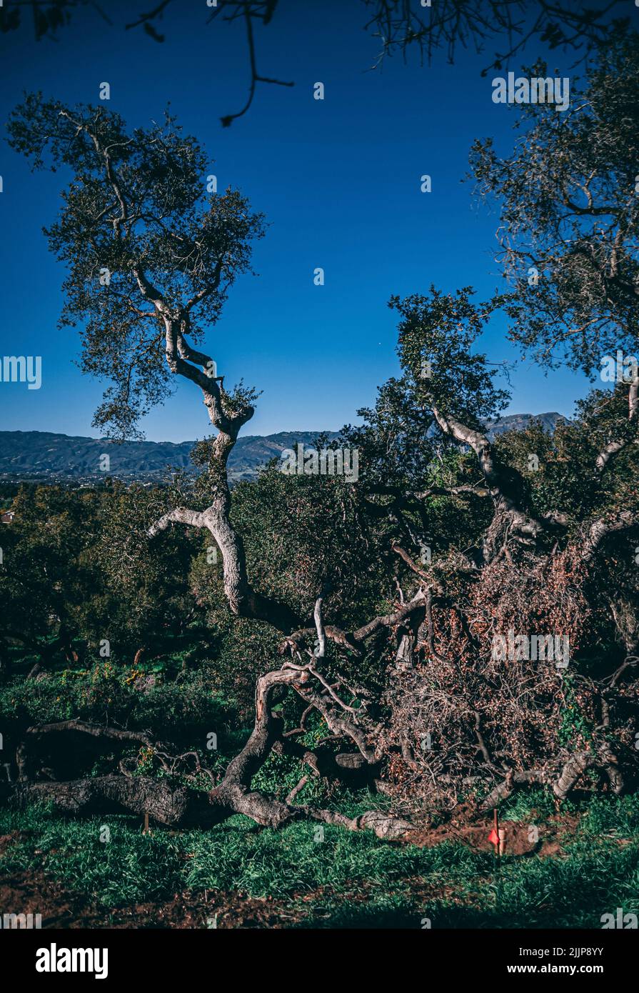 Blue green forest scenic trees hi-res stock photography and images - Alamy
