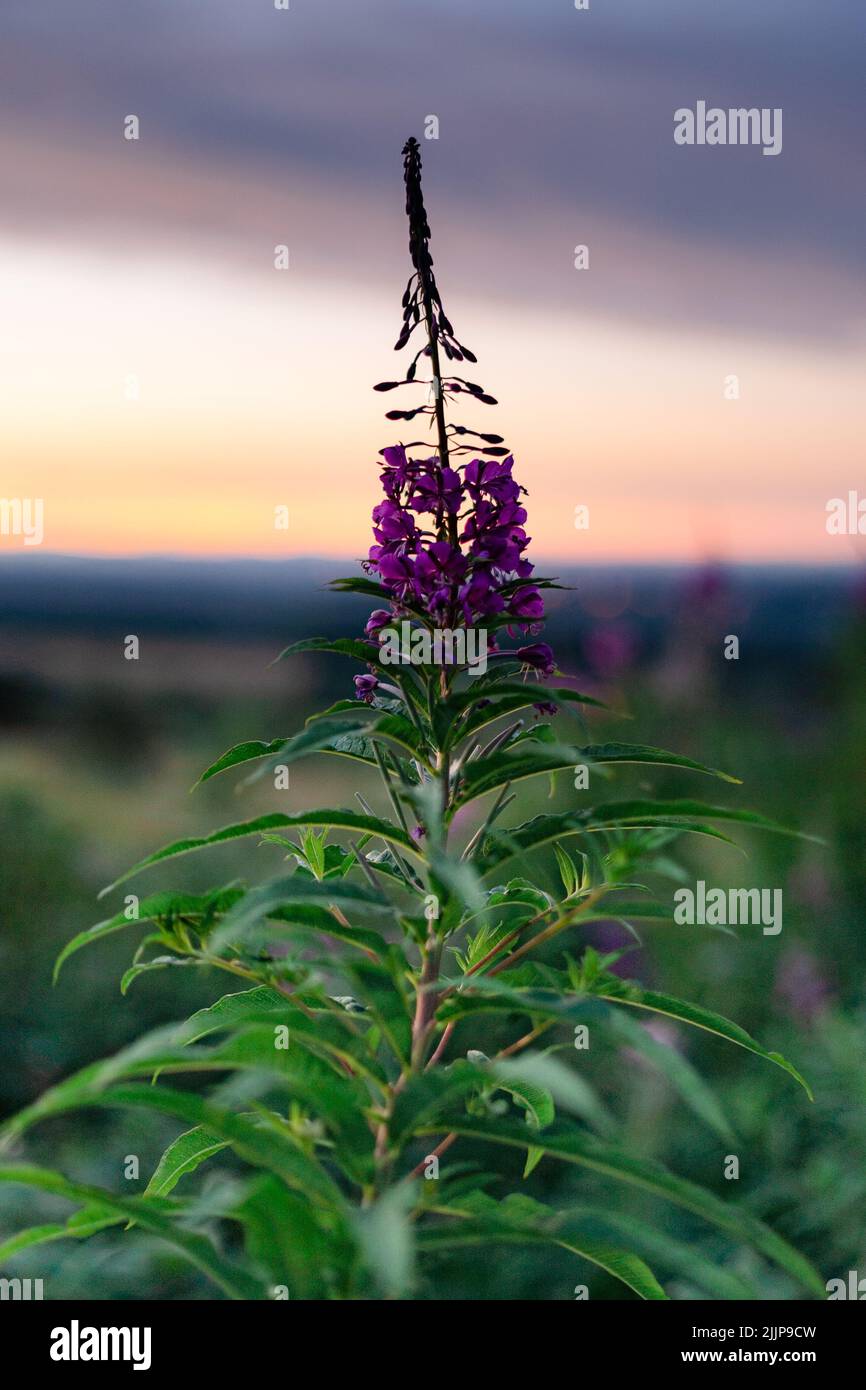 Fireweed flower hi-res stock photography and images - Alamy