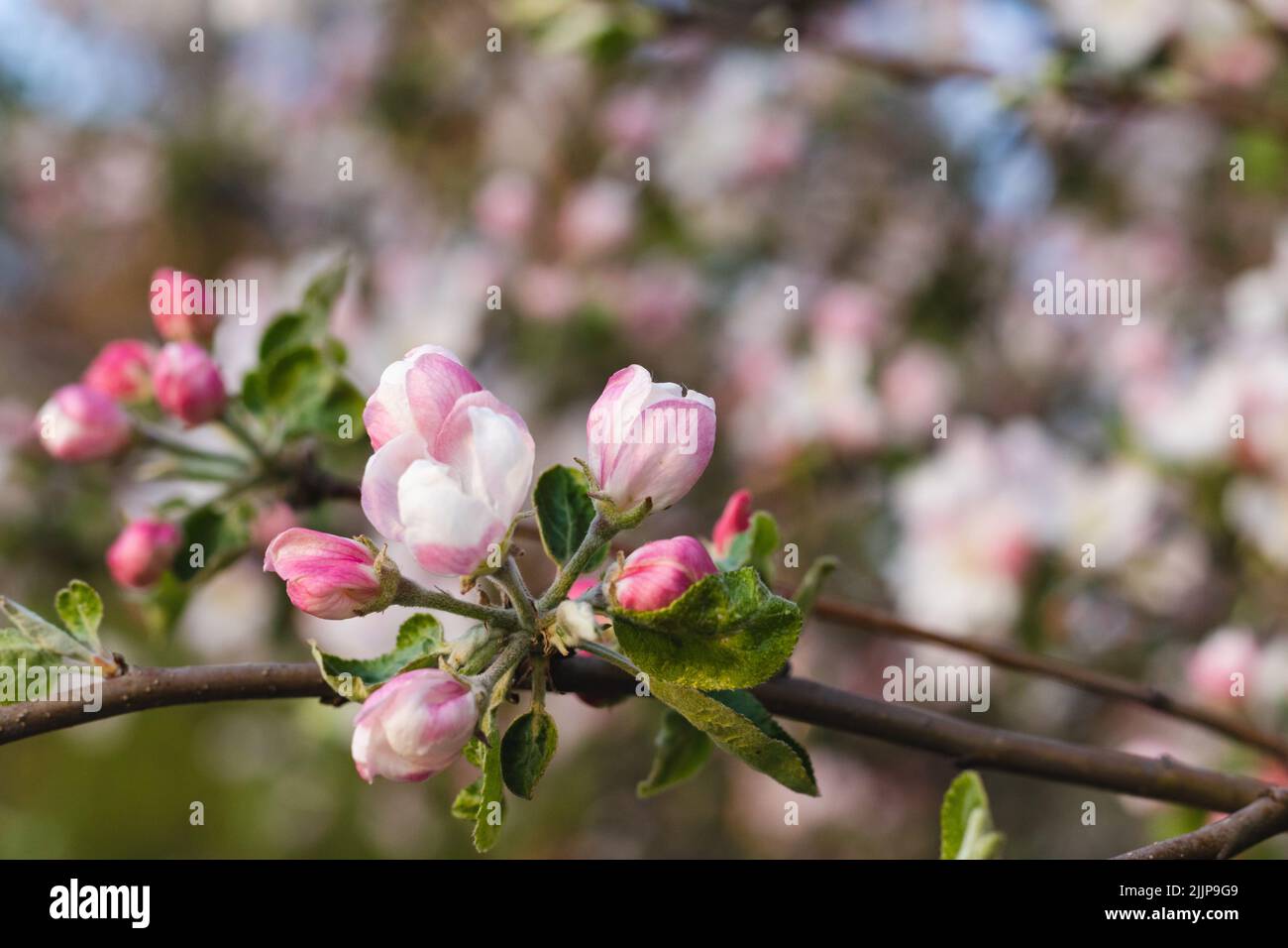Tree branch with pink flowers hi-res stock photography and images - Alamy