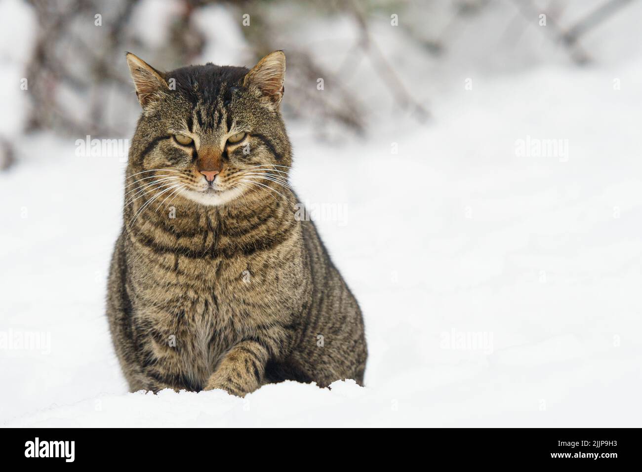 Domestic cat snow face hi-res stock photography and images - Alamy