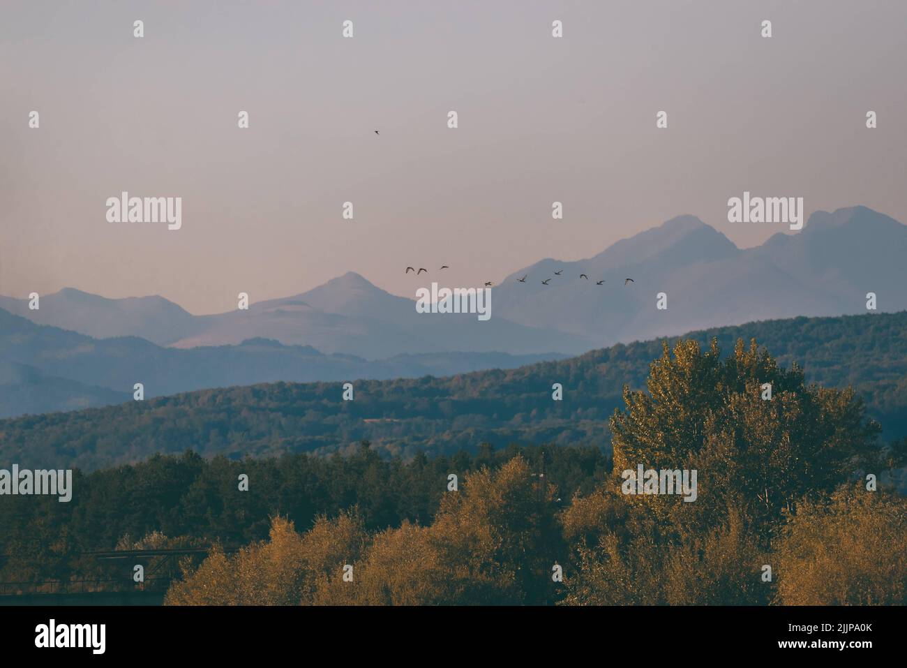 Environment animals small trees small birds hi-res stock photography ...