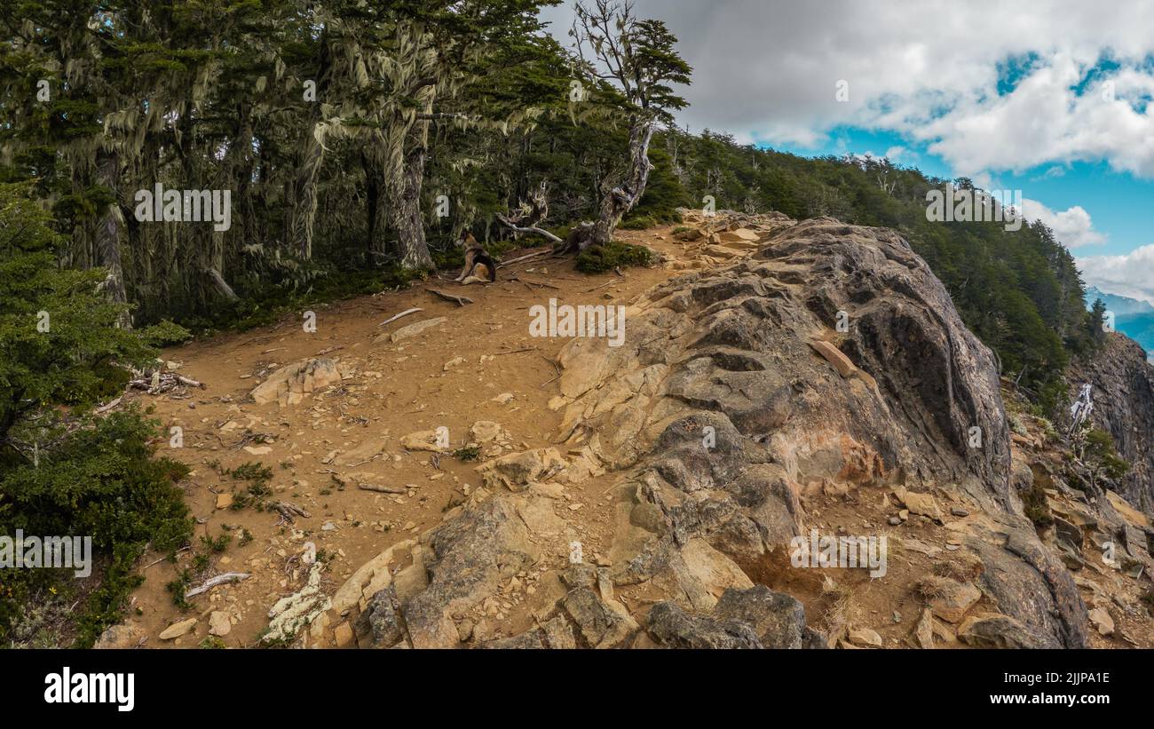 A cliff with a forest at Cerro Mackay, Coyhaique, Chile Stock Photo - Alamy