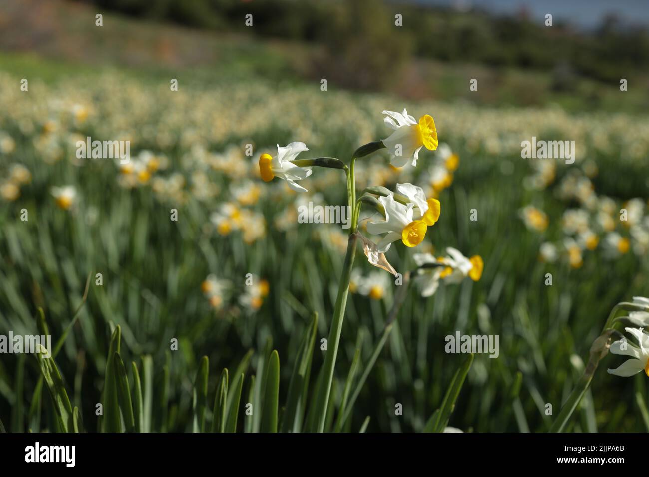 French daffodils Narcissus tazetta in bloom in an abandoned field in a ...