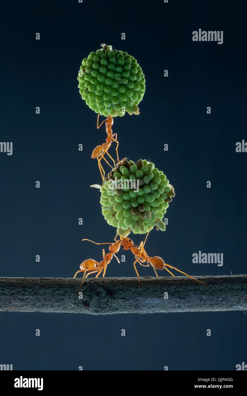 Three ants carrying mimosa seeds, Indonesia Stock Photo - Alamy