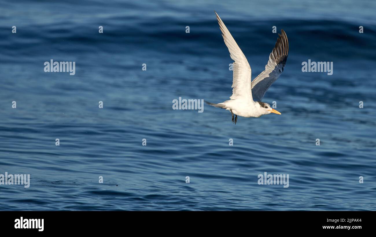 A sternidae flying above the blue clear ocean water - the concept of ...