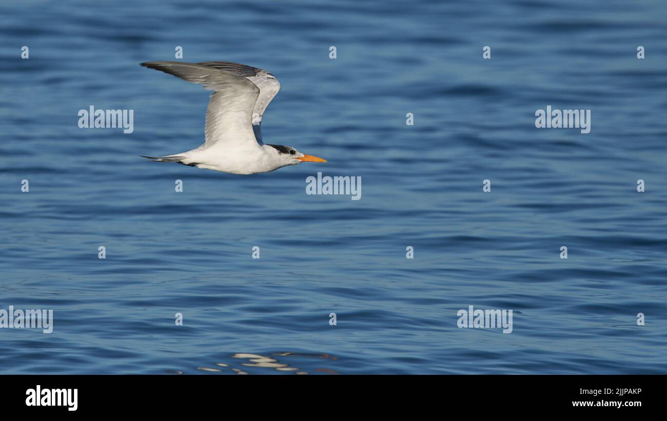 A sternidae flying above the blue clear ocean water - the concept of ...