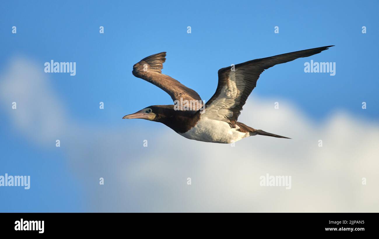 Booby sea bird hi-res stock photography and images - Alamy
