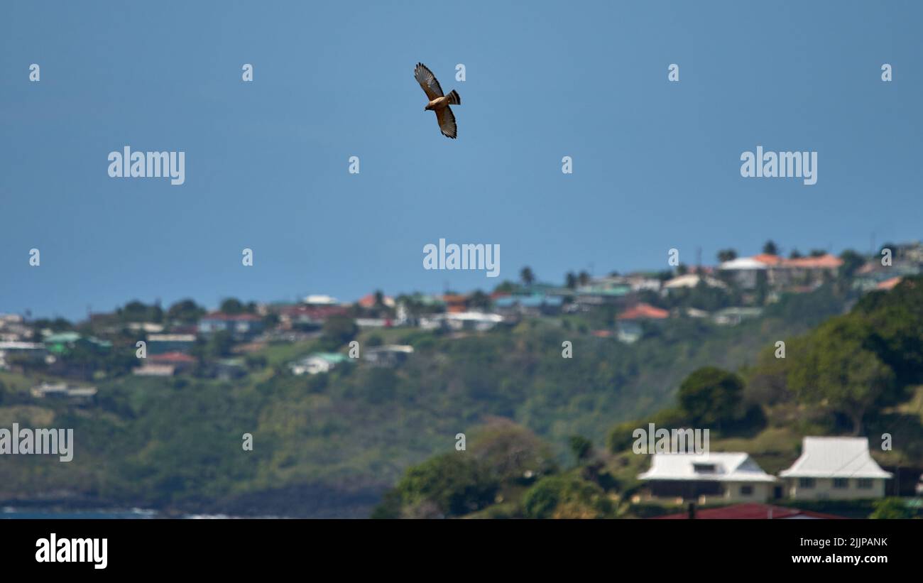 A hawk with open wings soaring in the air above an island on a blue sky ...