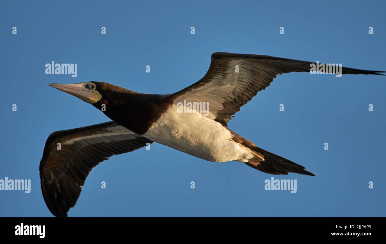 Blue booby bird hi-res stock photography and images - Alamy