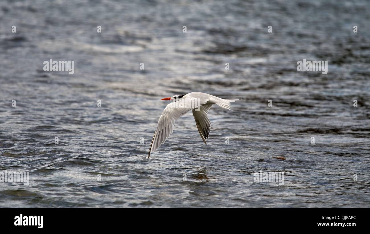 Wings half open hi-res stock photography and images - Alamy