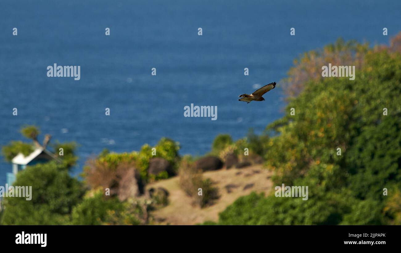 A hawk with open wings soaring in the air above an island on a blue sea ...