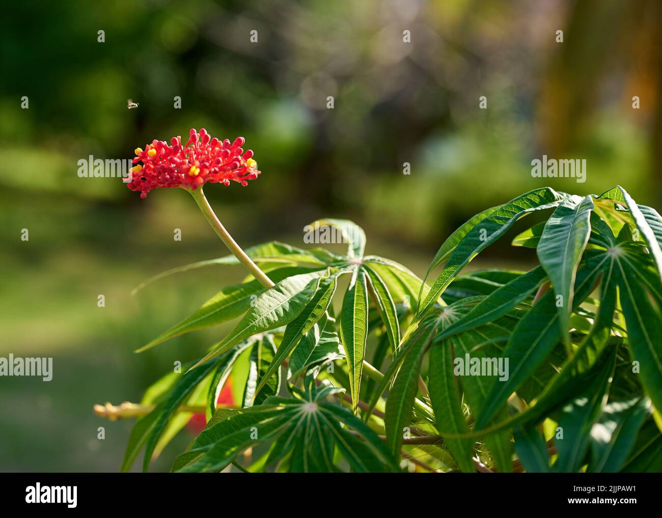 Red jatropha hi-res stock photography and images - Alamy
