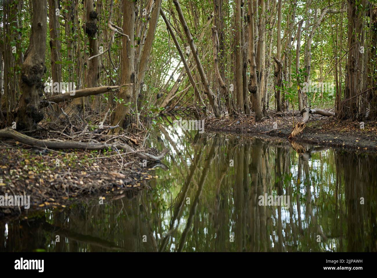 A mesmerizing view of a calm river surrounded by trees Stock Photo - Alamy