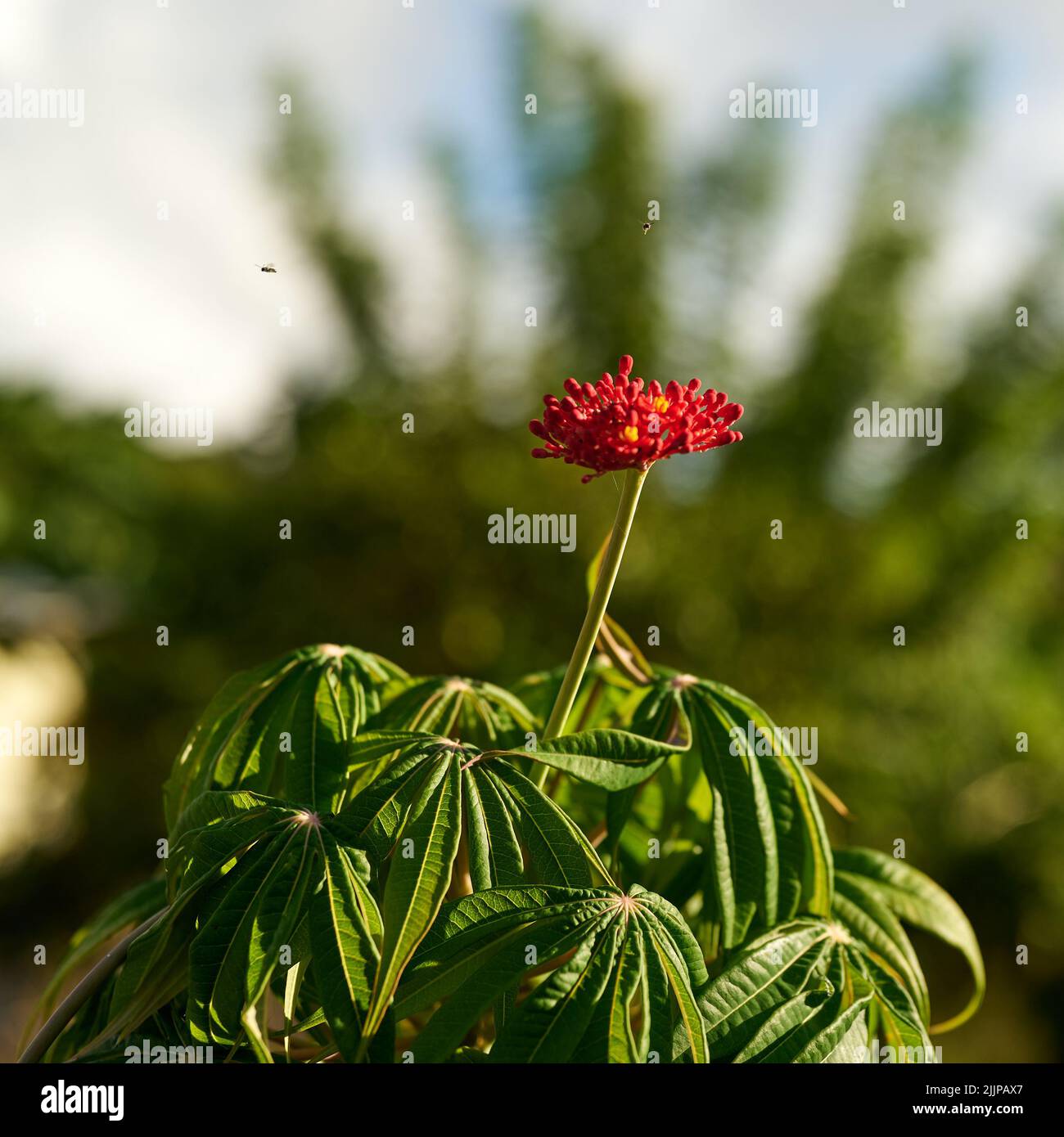 A closeup of a small red Jatropha flower shrub under sunlight with a ...
