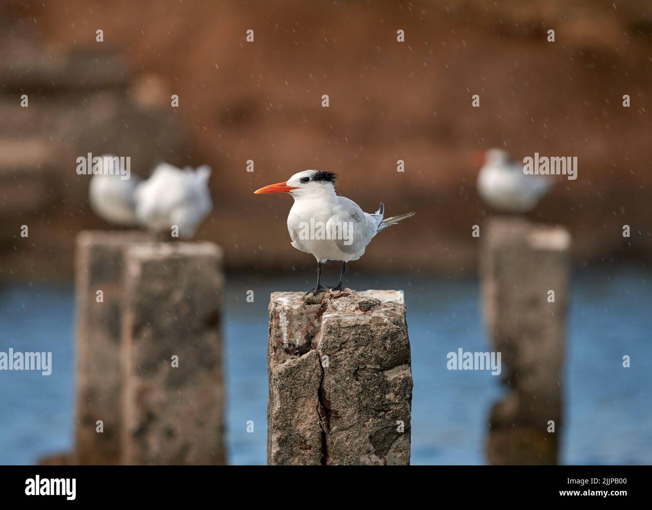 A selective focus of a small white Tern on a rock at the beach Stock ...