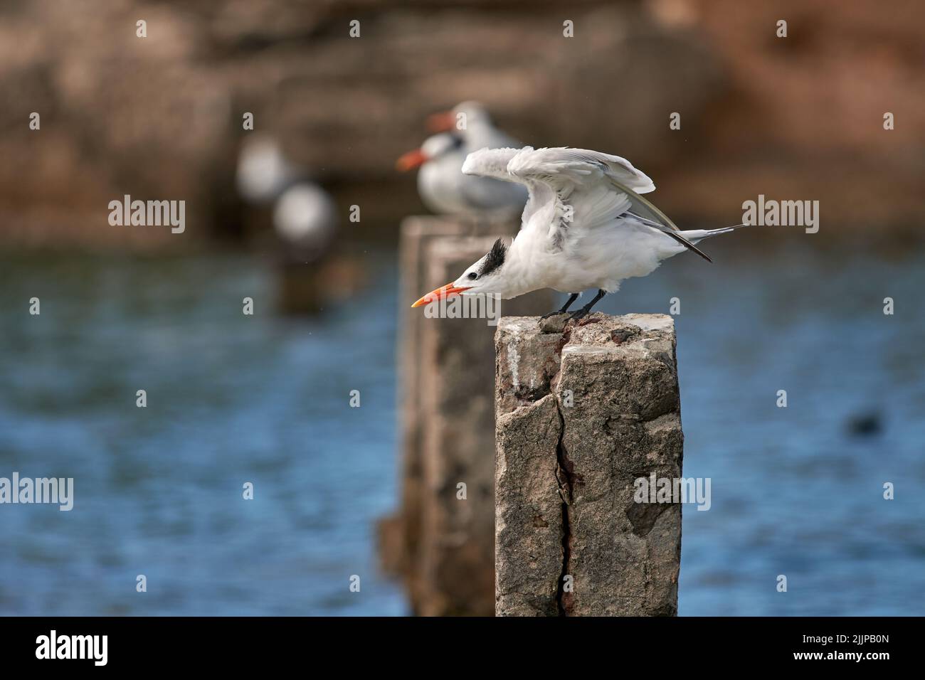 A closeup of a white Tern bird ready to take off at the beach Stock ...