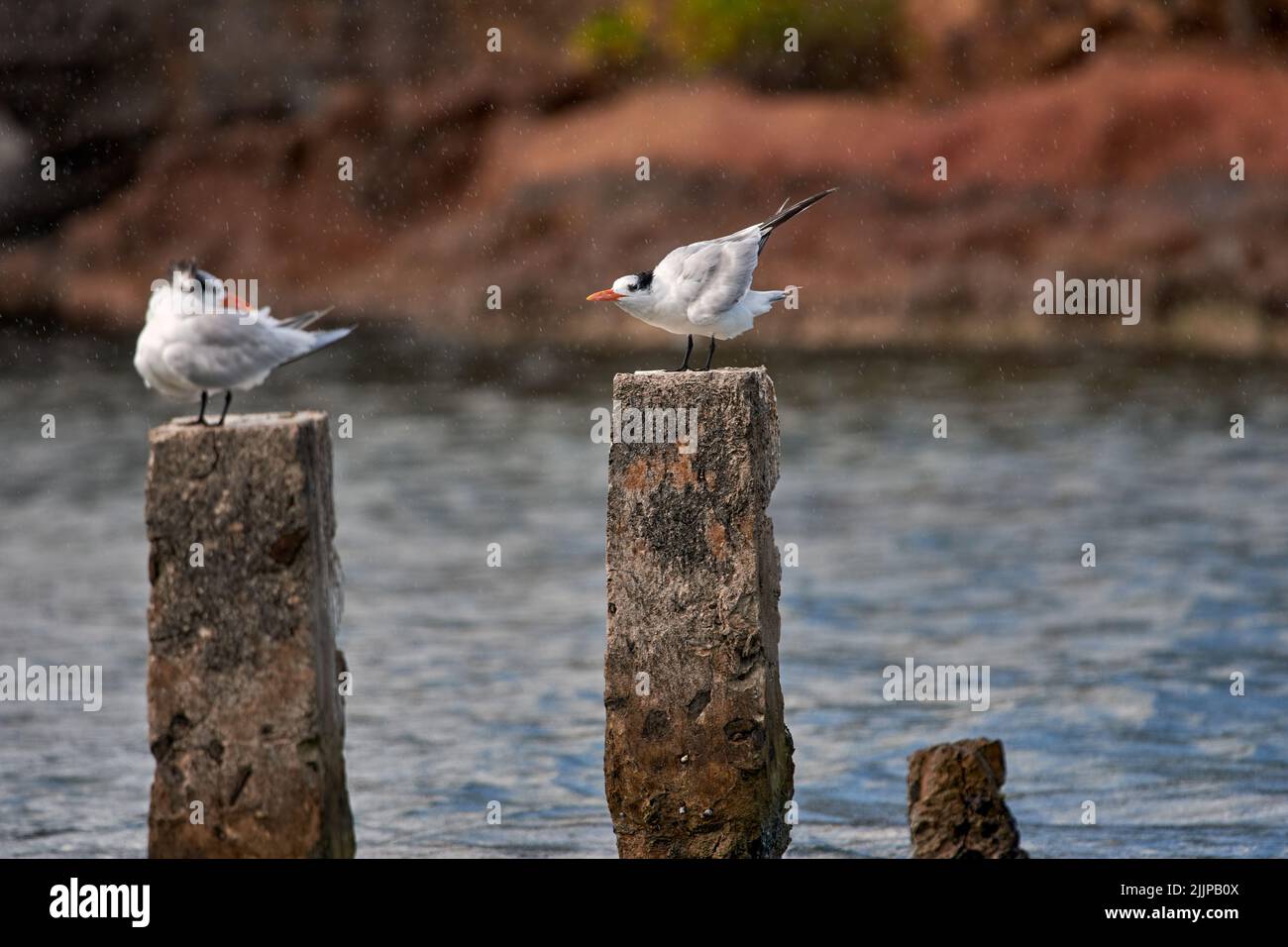 A closeup of two small white Common Terns standing on stone columns in ...