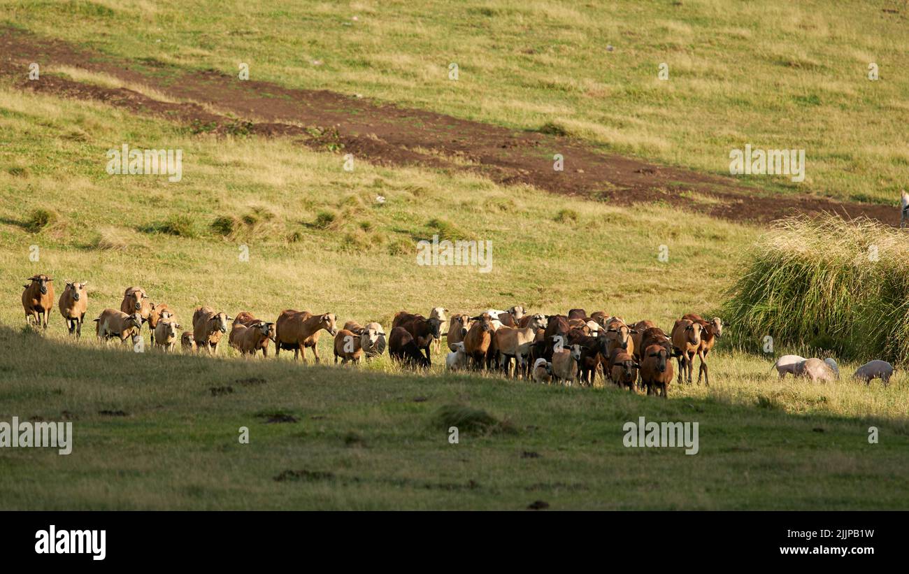 A herd of sheep and goats grazing on the pasture in the mountains Stock ...