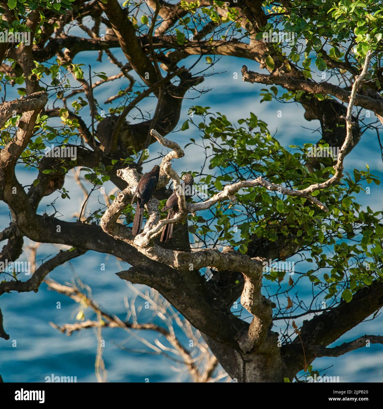 Green flock leaves hi-res stock photography and images - Alamy