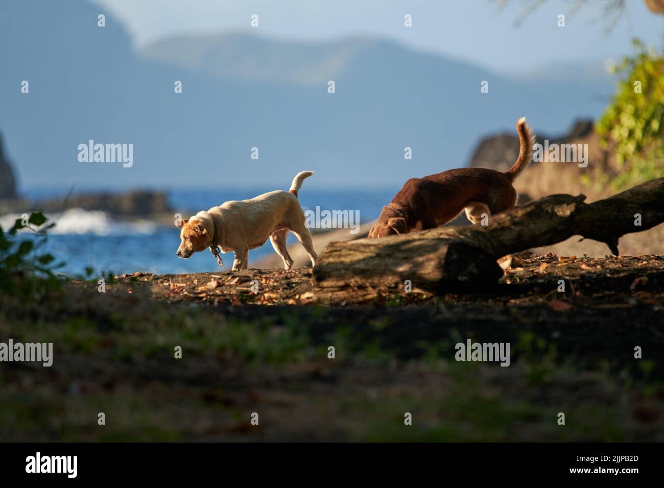 Two dogs running around hi-res stock photography and images - Alamy