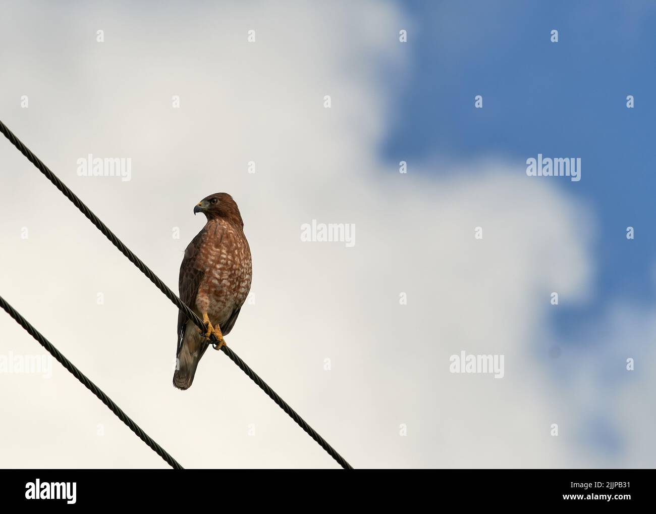 A low angle shot of a falcon perched on a wire on a cloudy sky ...