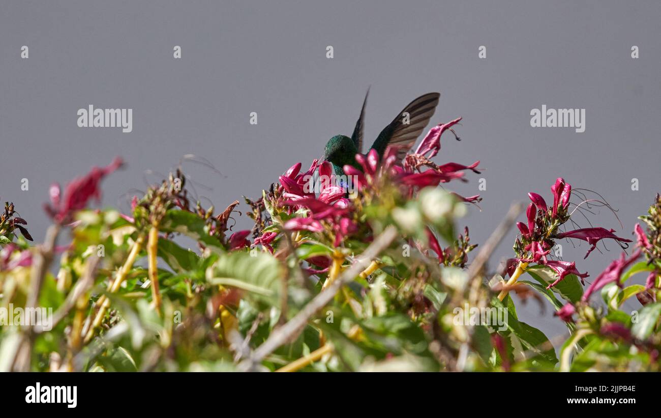 A cute little hummingbird sitting on a exotic plant Stock Photo - Alamy