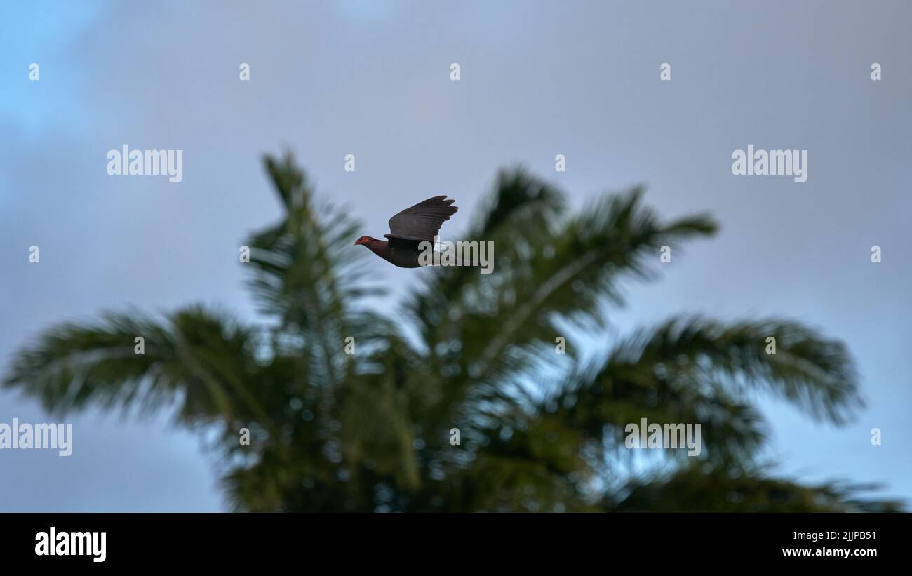A lonely grouse flying in the background of palm branches Stock Photo ...