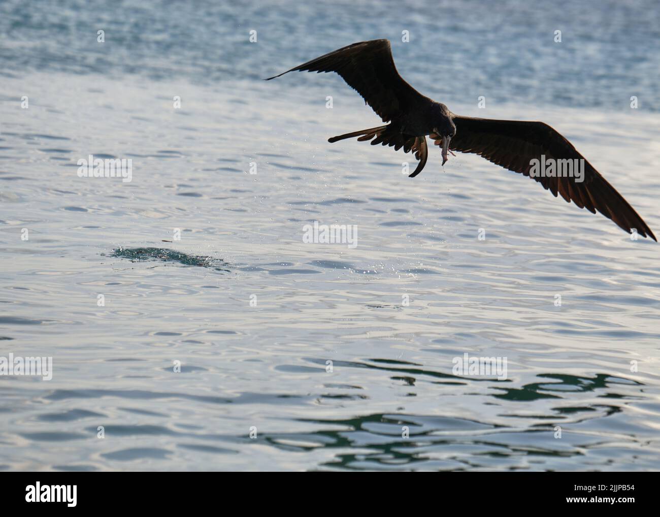 Flying wild eagle hi-res stock photography and images - Alamy