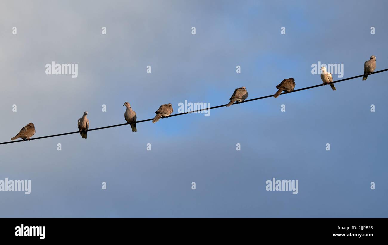 Doves environment fauna hi-res stock photography and images - Alamy
