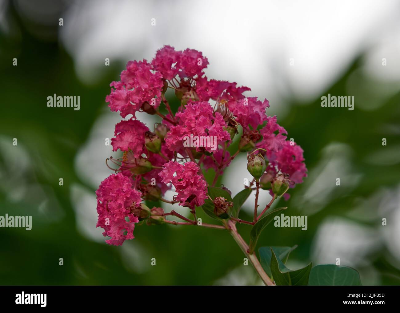 A close-up shot of a Lagerstroemia flower growing in a blurry ...