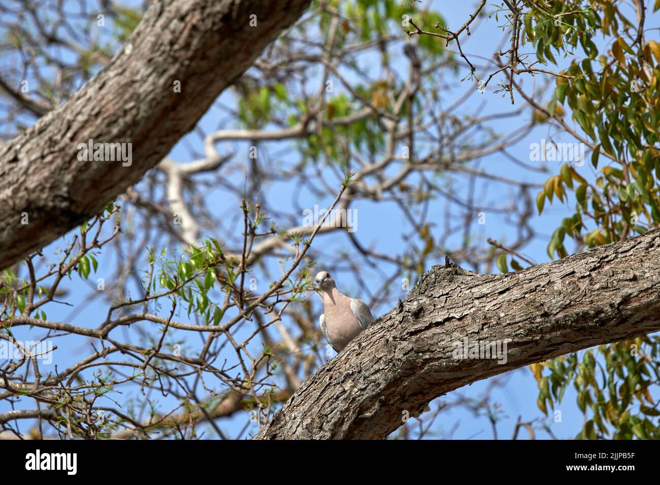 Pigeon on a tree branch hi-res stock photography and images - Alamy
