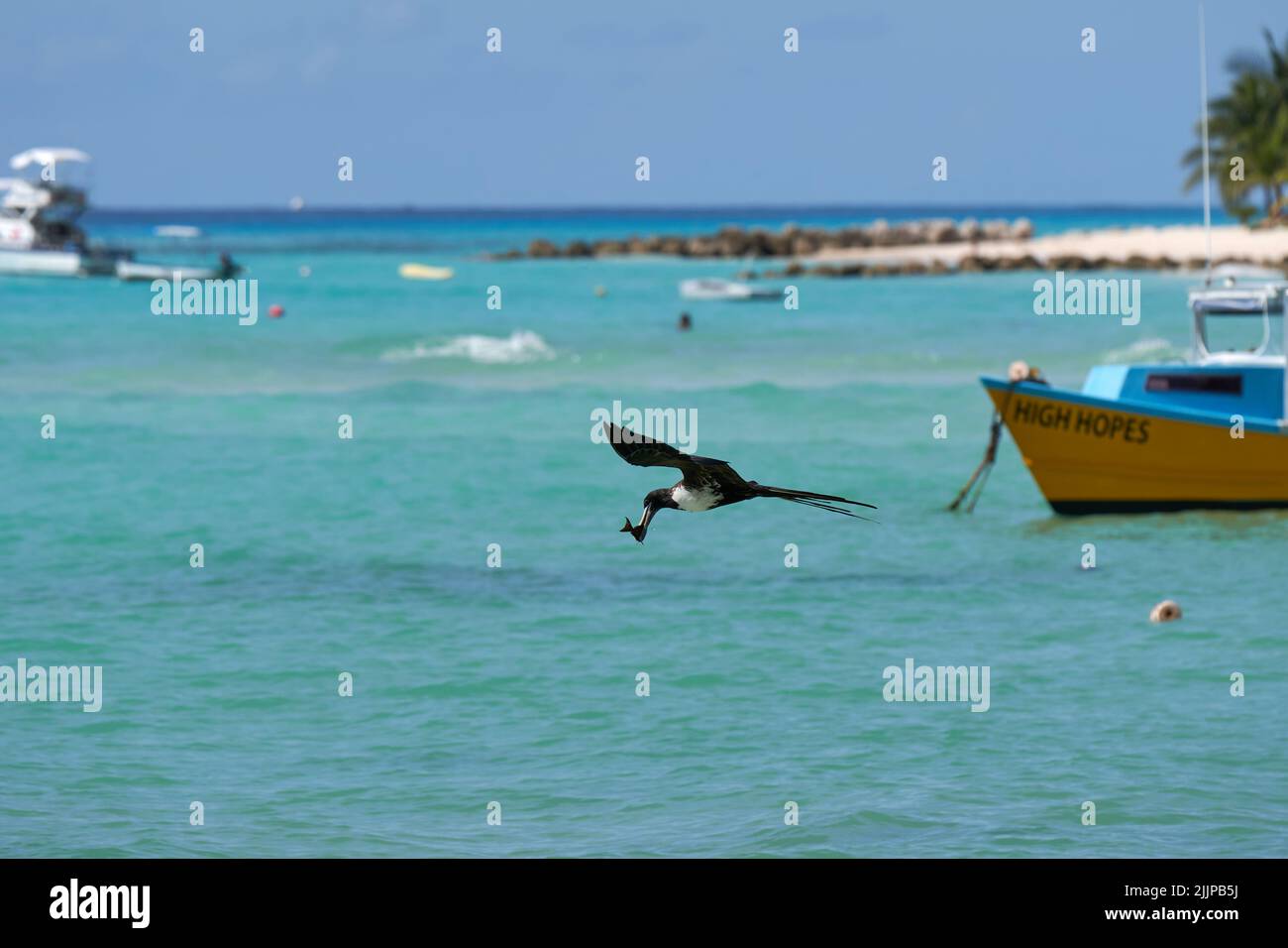 A Fregata bird with a fish in its mouth flying over the sea Stock Photo ...