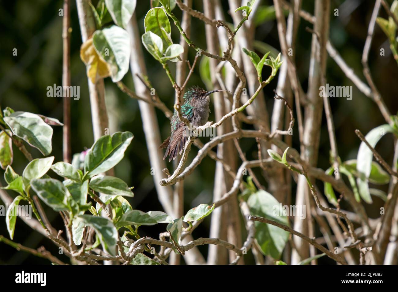 Hummingbird natural hi-res stock photography and images - Alamy