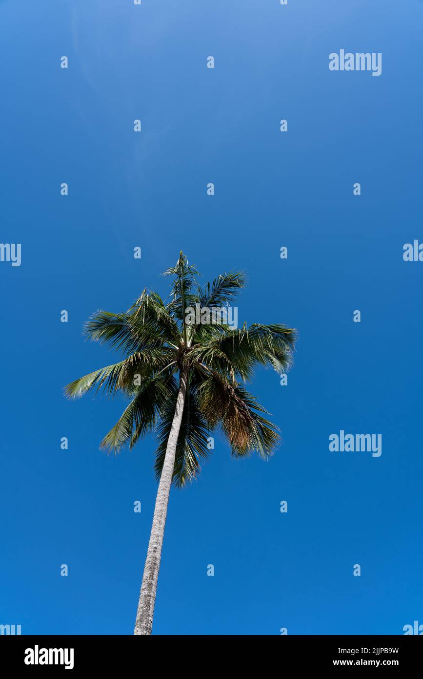 Lonely palm tree in a blue sky with no clouds at all Stock Photo - Alamy