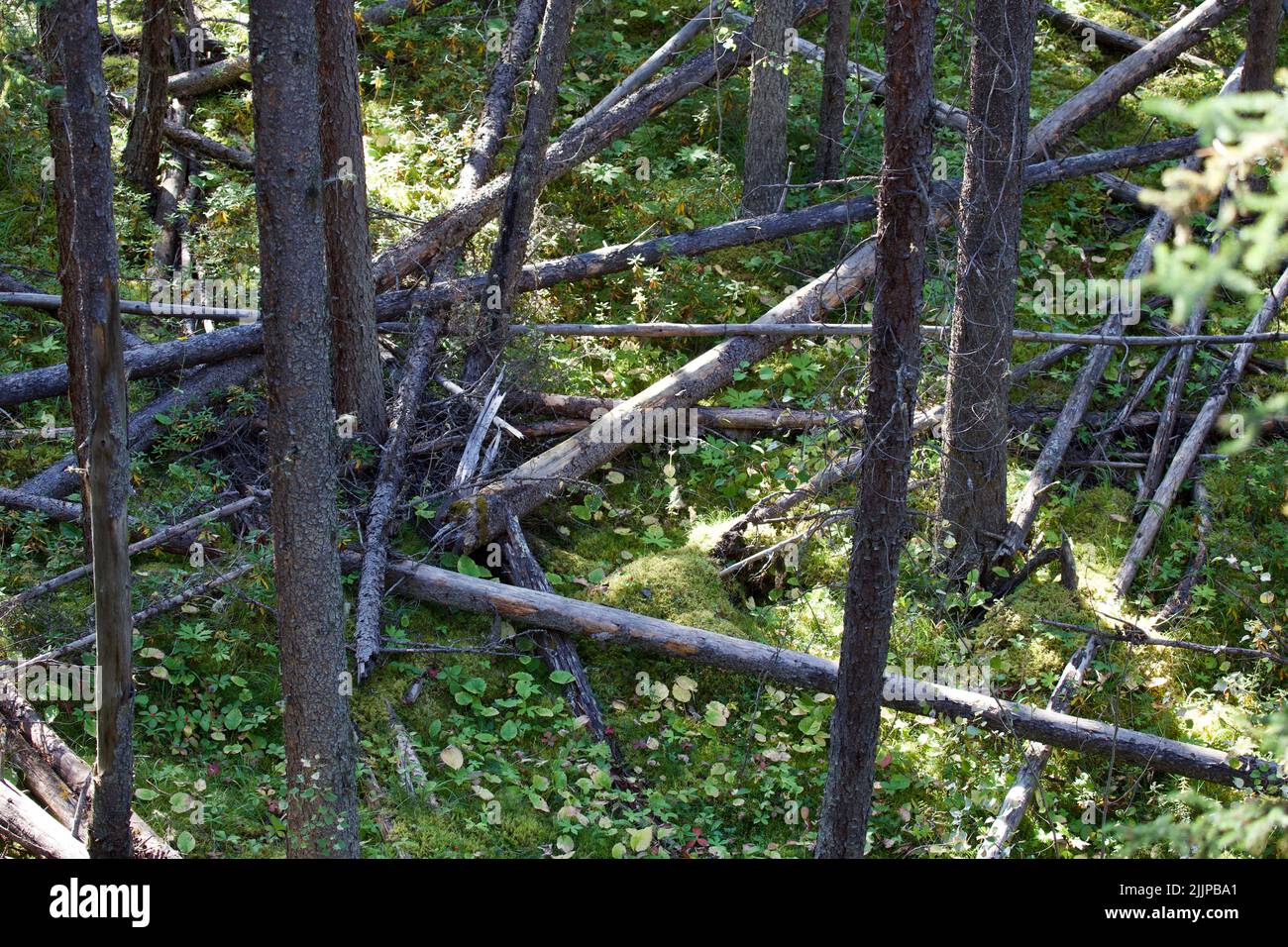 Landscape tree trunks hi-res stock photography and images - Alamy