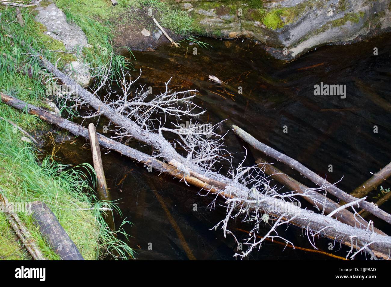 Tree trunks standing or fallen hi-res stock photography and images - Alamy