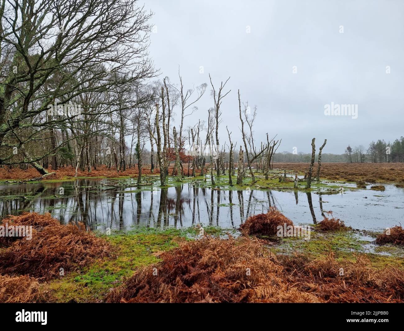 A beautiful landscape with pond, grass and dried trees on a gloomy day ...